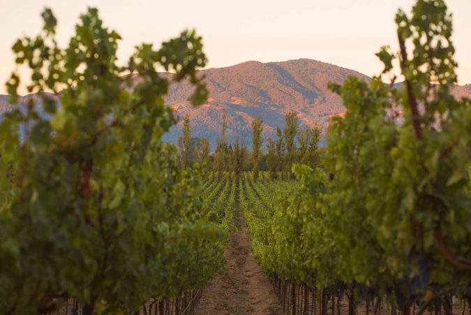 Riboli Family Vineyard - San Antonio Winery