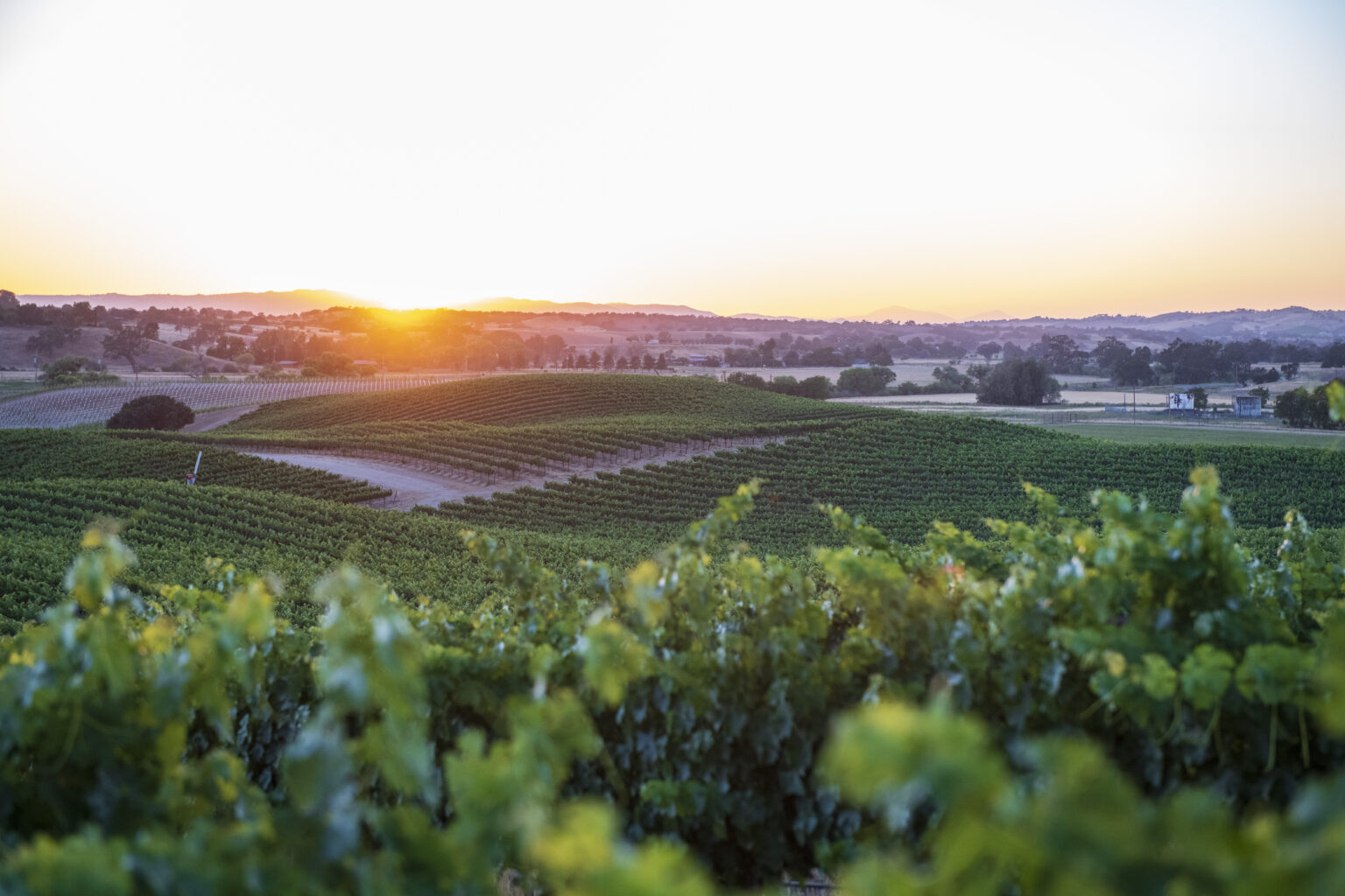 Our Paso Robles Vineyards - San Antonio Winery