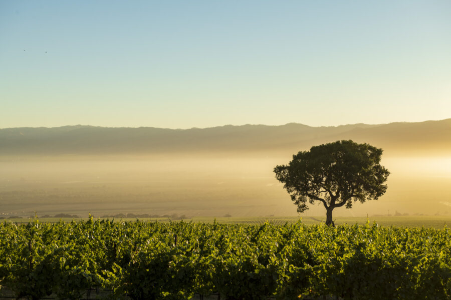 Our Monterey Vineyards - San Antonio Winery