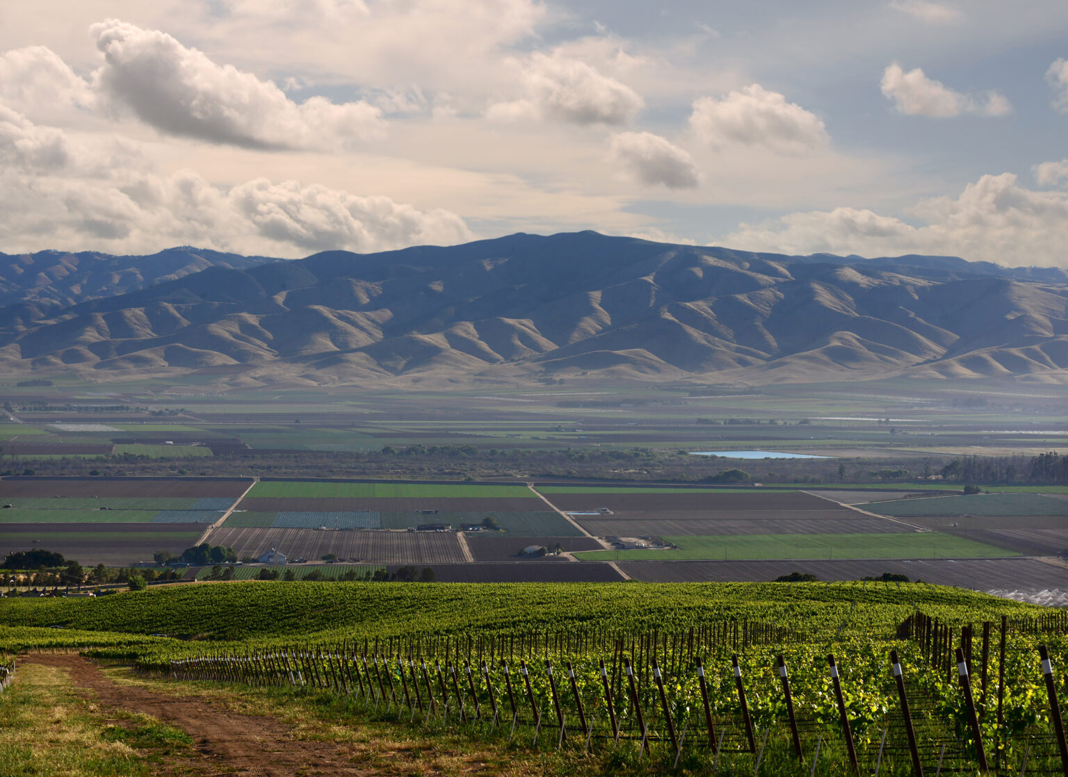 Our Monterey Vineyards - San Antonio Winery